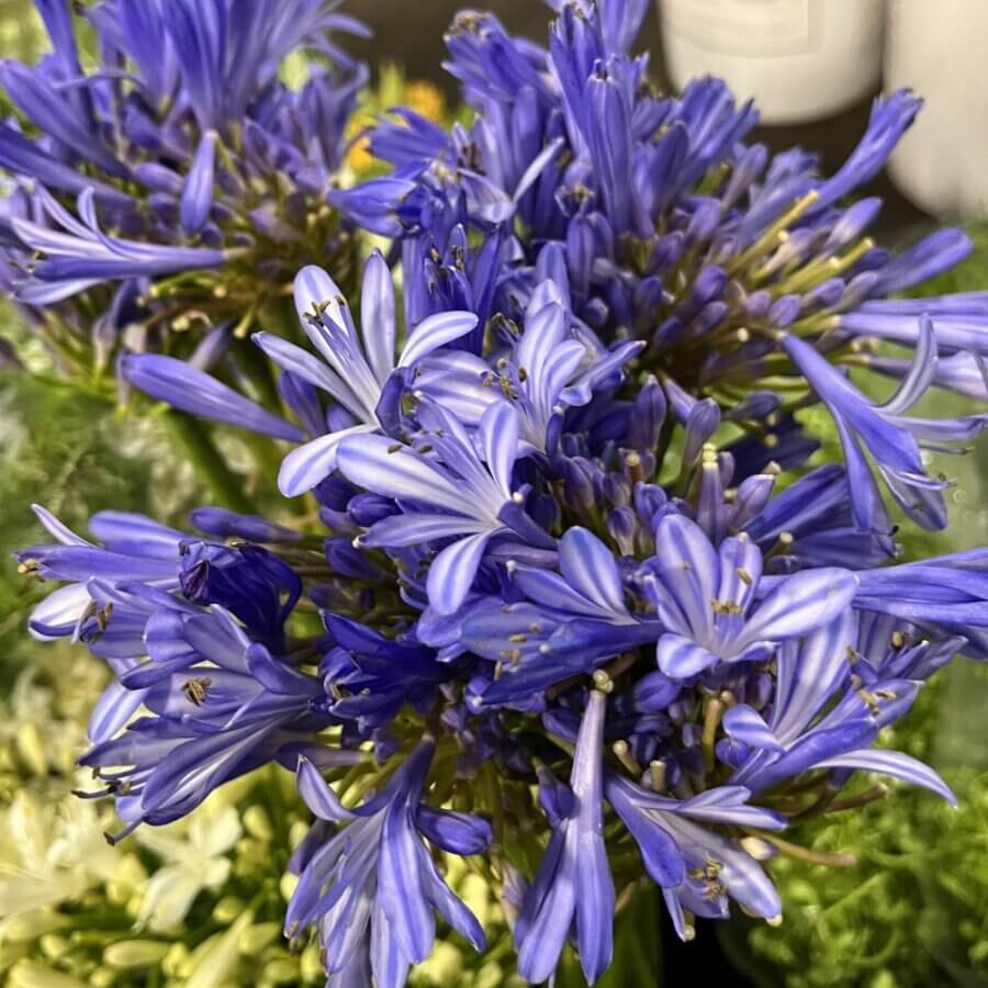 Buy Wholesale Blue Sky Perfume Allium Online – Guaranteed Fresh