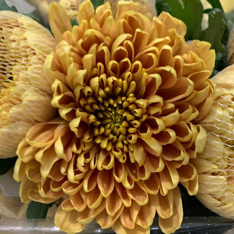 Buy Wholesale Bronze Disbud Cremone Mums Online – Guaranteed Fresh