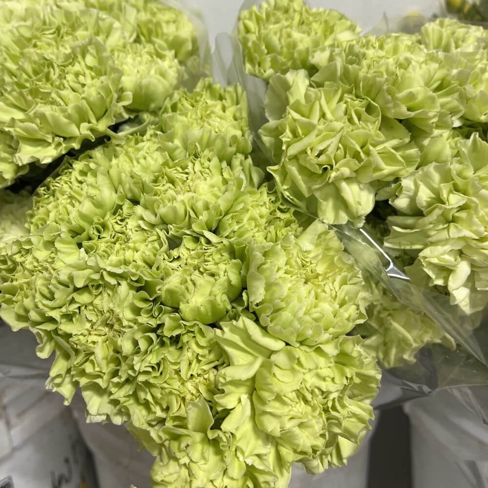 Fresh-Cut Wholesale Carnations for Weddings and Events | Fabulous Florals