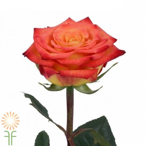 Buy Wholesale Orange and Yellow Circus Roses Online – Guaranteed Fresh