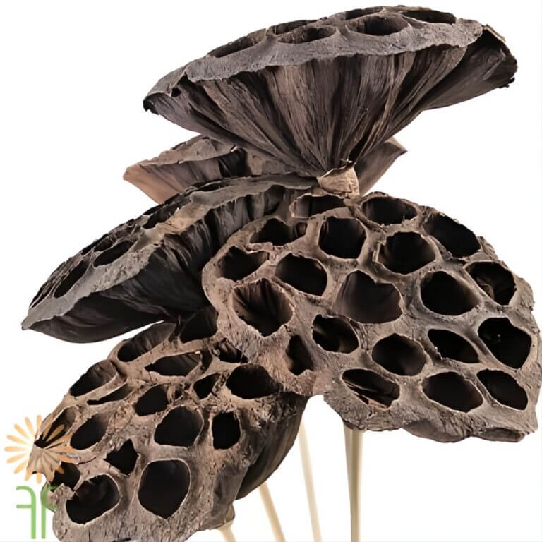 Dried Natural Lotus Pods | Fabulous Florals