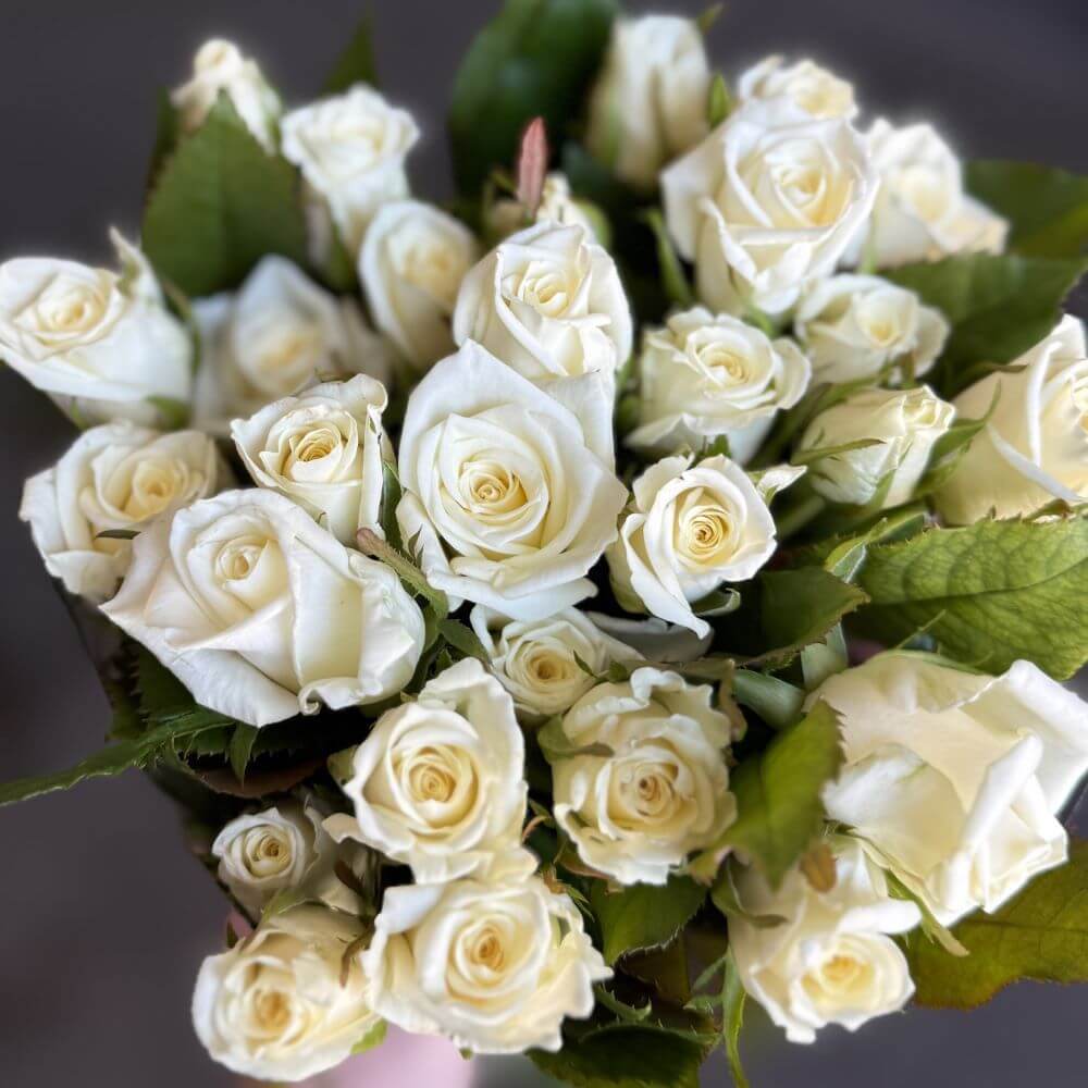 Buy Wholesale Cream Escimo Sweetheart Roses Online – Guaranteed Fresh