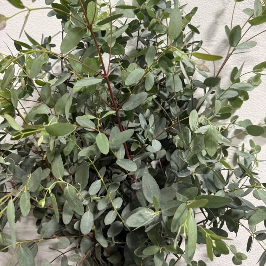 Preserved Fall Stuartiana Eucalyptus | Fabulous Florals