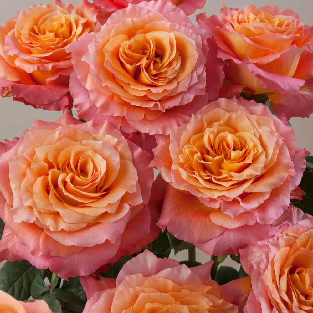 Buy Wholesale Orange/Pink Free Spirit Roses Online – Guaranteed Fresh