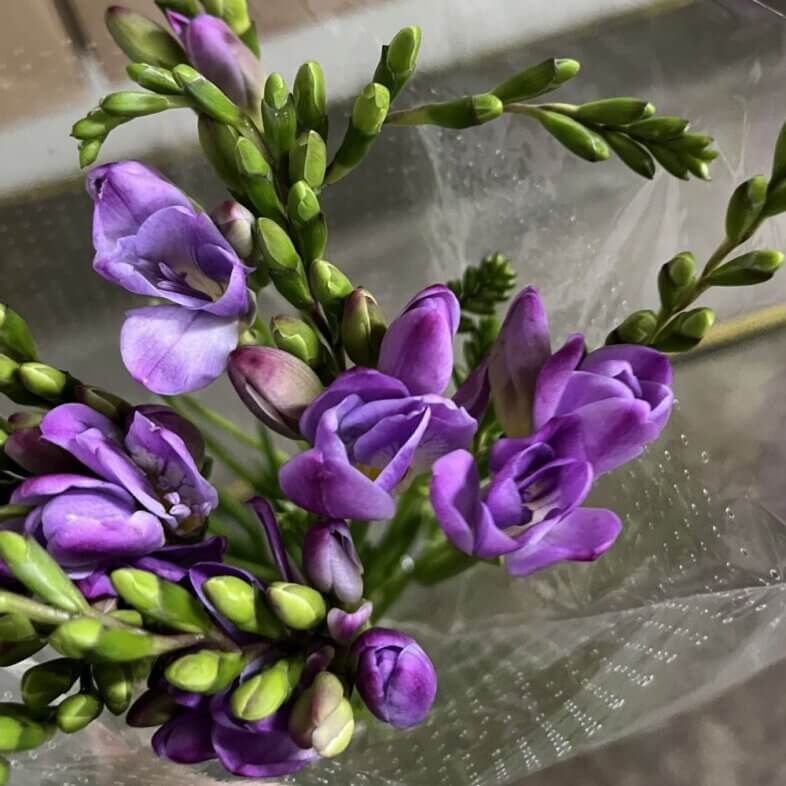 Wholesale Freesia for Weddings, Arrangements, and Events | Fabulous Florals