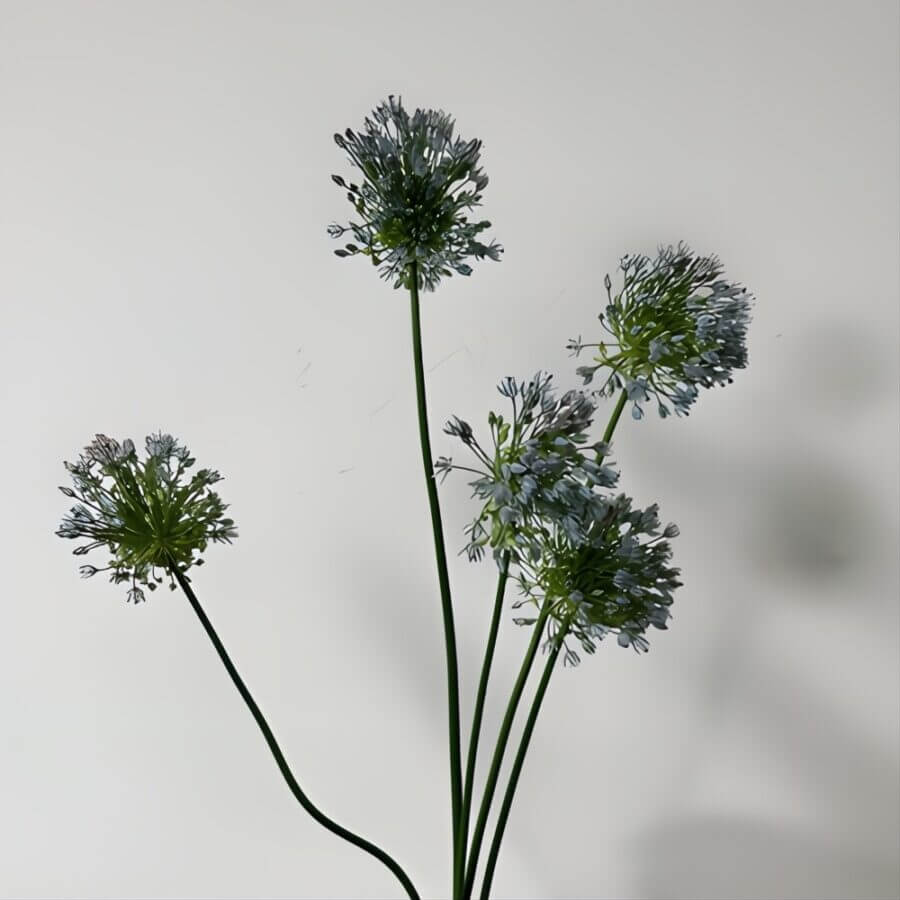 Blue Sky Perfume Allium | Fabulous Florals