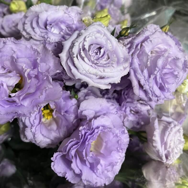Wholesale Lisianthus for Weddings, Arrangements, and Events | Fabulous ...