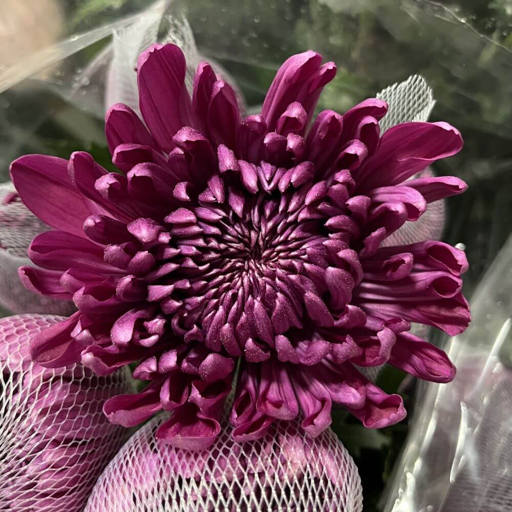 Buy Wholesale Purple Disbud Cremone Mums Online – Guaranteed Fresh
