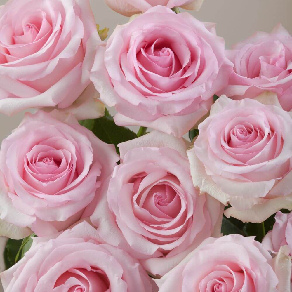 Buy Wholesale Light Pink Nena Roses Online – Guaranteed Fresh