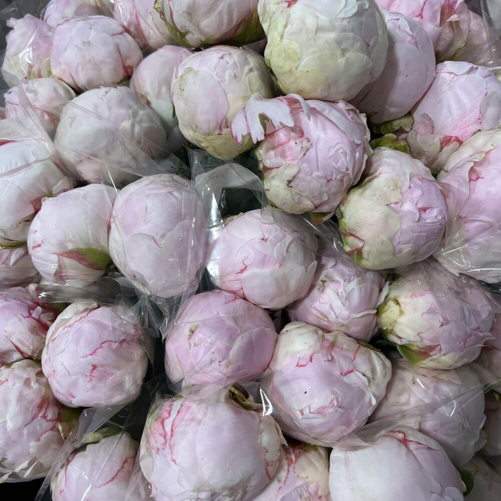 Buy Wholesale Light Pink Peony (import) Online – Guaranteed Fresh