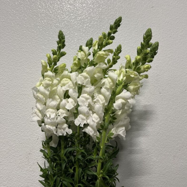 Buy Wholesale White Snapdragons Online – Guaranteed Fresh