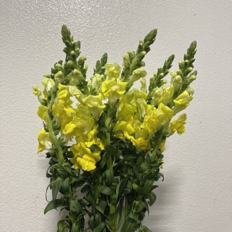 Wholesale Snapdragons for Weddings, Arrangements, and Events | Fabulous ...
