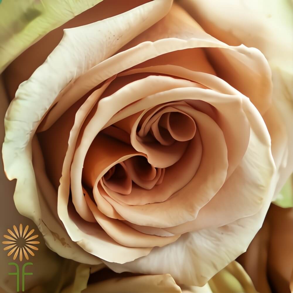 Buy Wholesale Beige/Brown Toffee Roses Online – Guaranteed Fresh