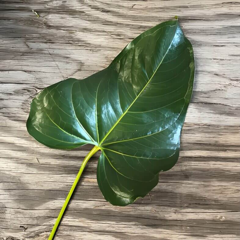 Fresh-Cut Wholesale Anthurium for Weddings and Events | Fabulous Florals