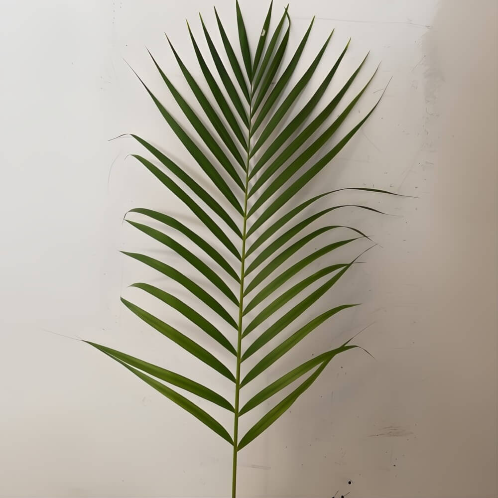 Buy Wholesale Areca Palm Leaves Online – Guaranteed Fresh
