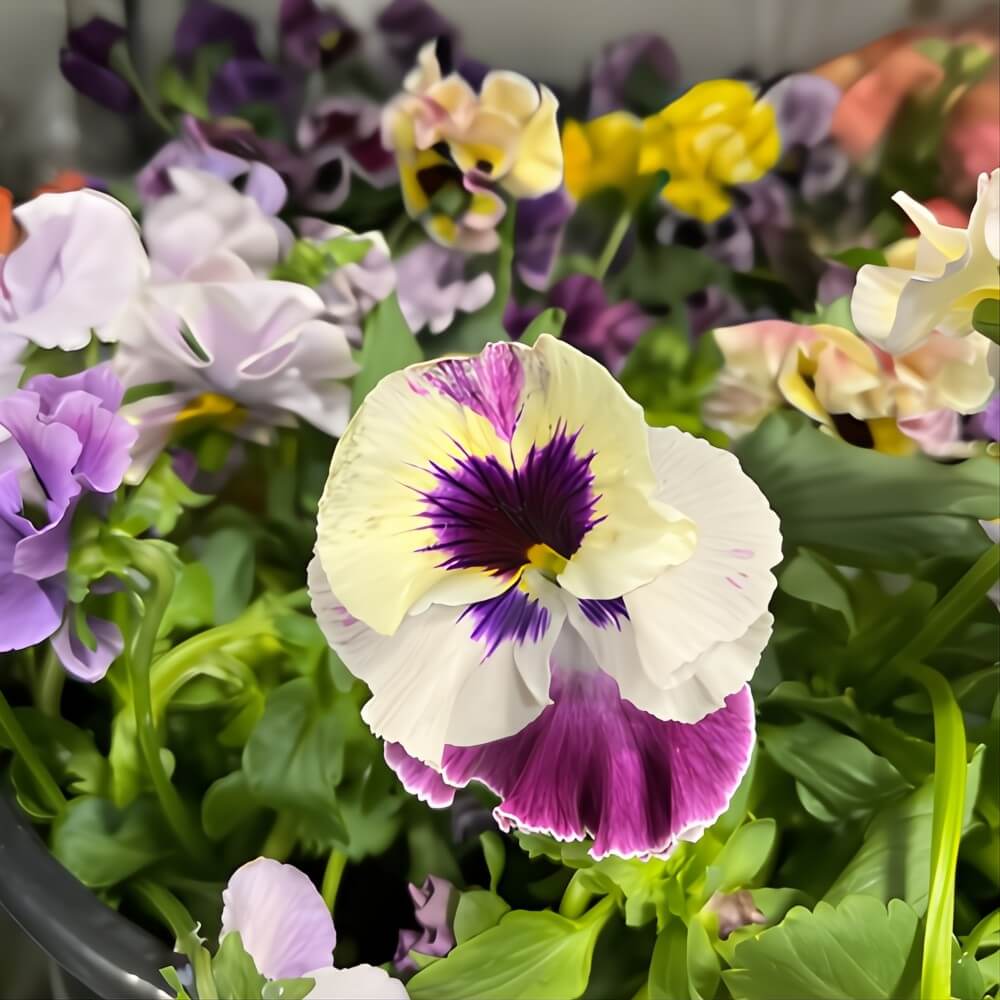 Buy Wholesale Assorted Japanese Pansies Online – Guaranteed Fresh