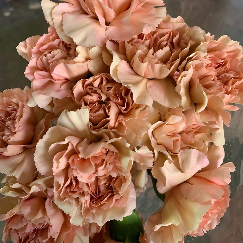 Fresh-Cut Wholesale Carnations for Weddings and Events | Fabulous Florals