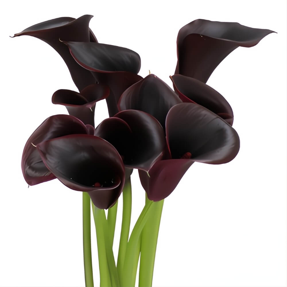 Buy Wholesale Black Mini Callas Online – Guaranteed Fresh