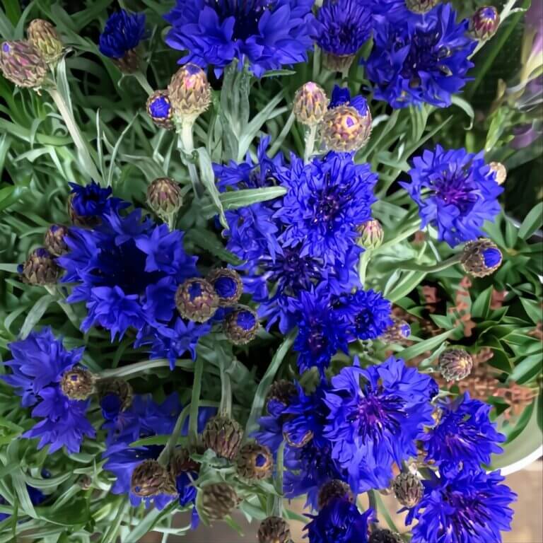 Wholesale Blue Flowers for Weddings & Events | Fabulous Florals