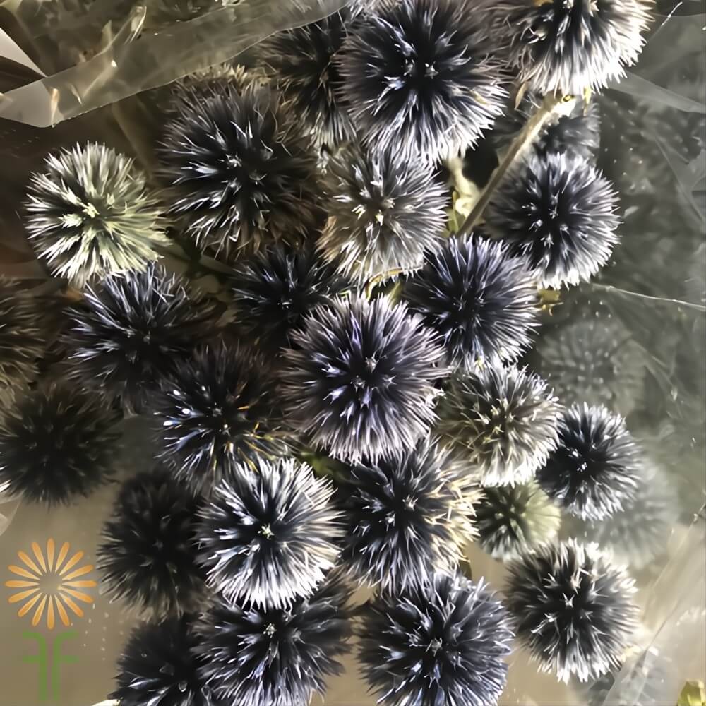 Buy Wholesale Blue Echinops Thistle Online – Guaranteed Fresh