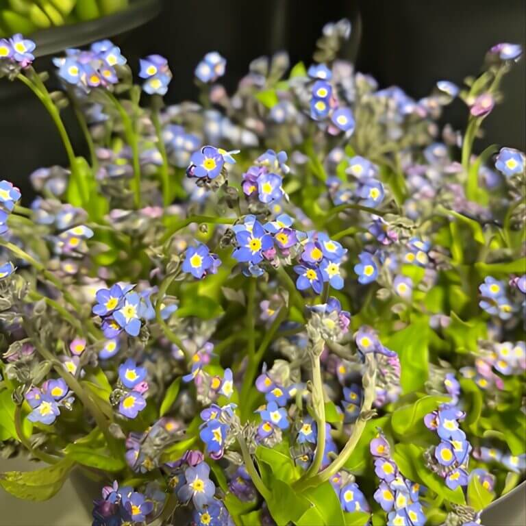 Wholesale Blue Flowers for Weddings & Events | Fabulous Florals