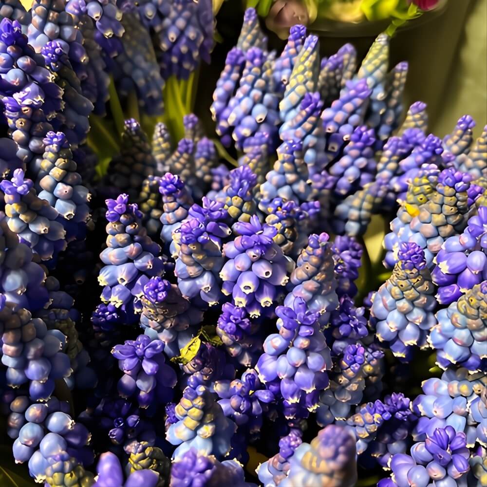 Buy Wholesale Blue Muscari Hyacinth Online – Guaranteed Fresh