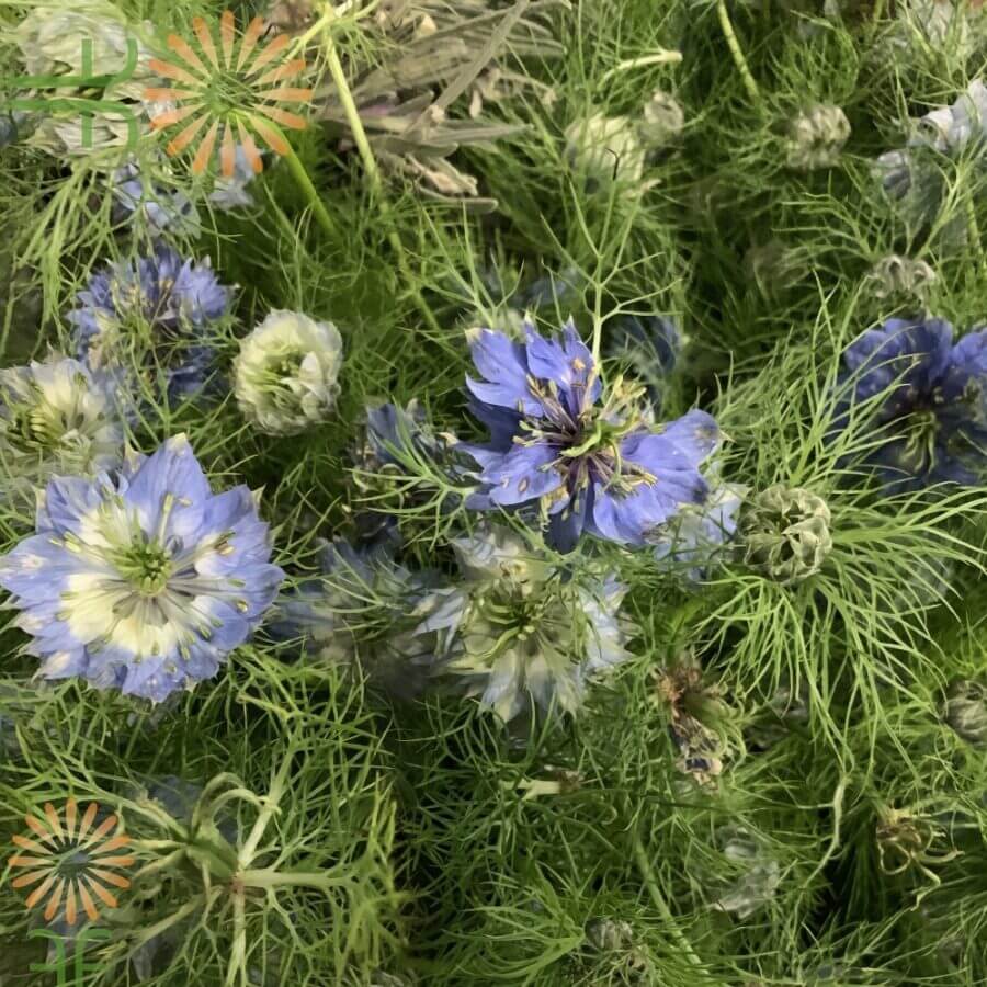 Wholesale Blue Flowers for Weddings & Events | Fabulous Florals