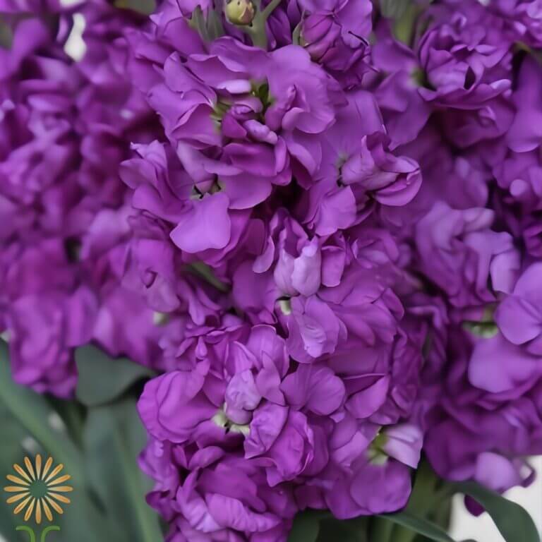 Bulk Wholesale American Grown Flowers & Foliage | Fabulous Florals