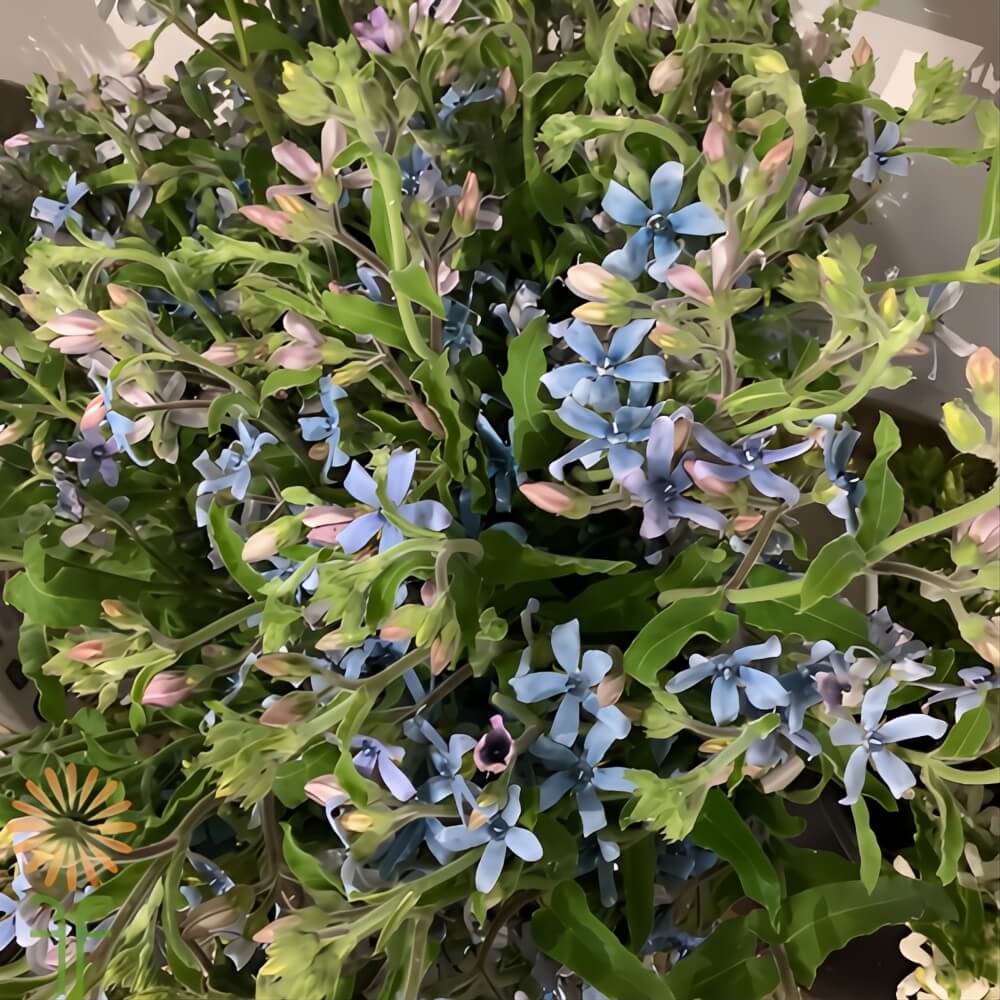 Buy Wholesale Blue Tweedia Online – Guaranteed Fresh