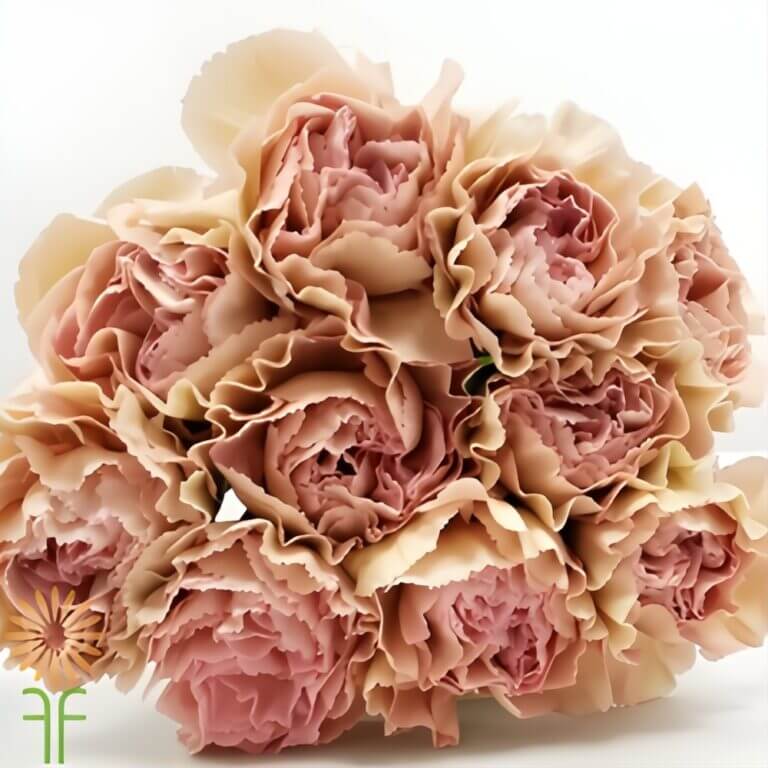 Blush Champagne Specialty Creola Carnations | Fabulous Florals