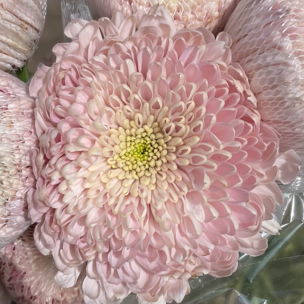 Buy Wholesale Blush Disbud Cremone Mums Online – Guaranteed Fresh