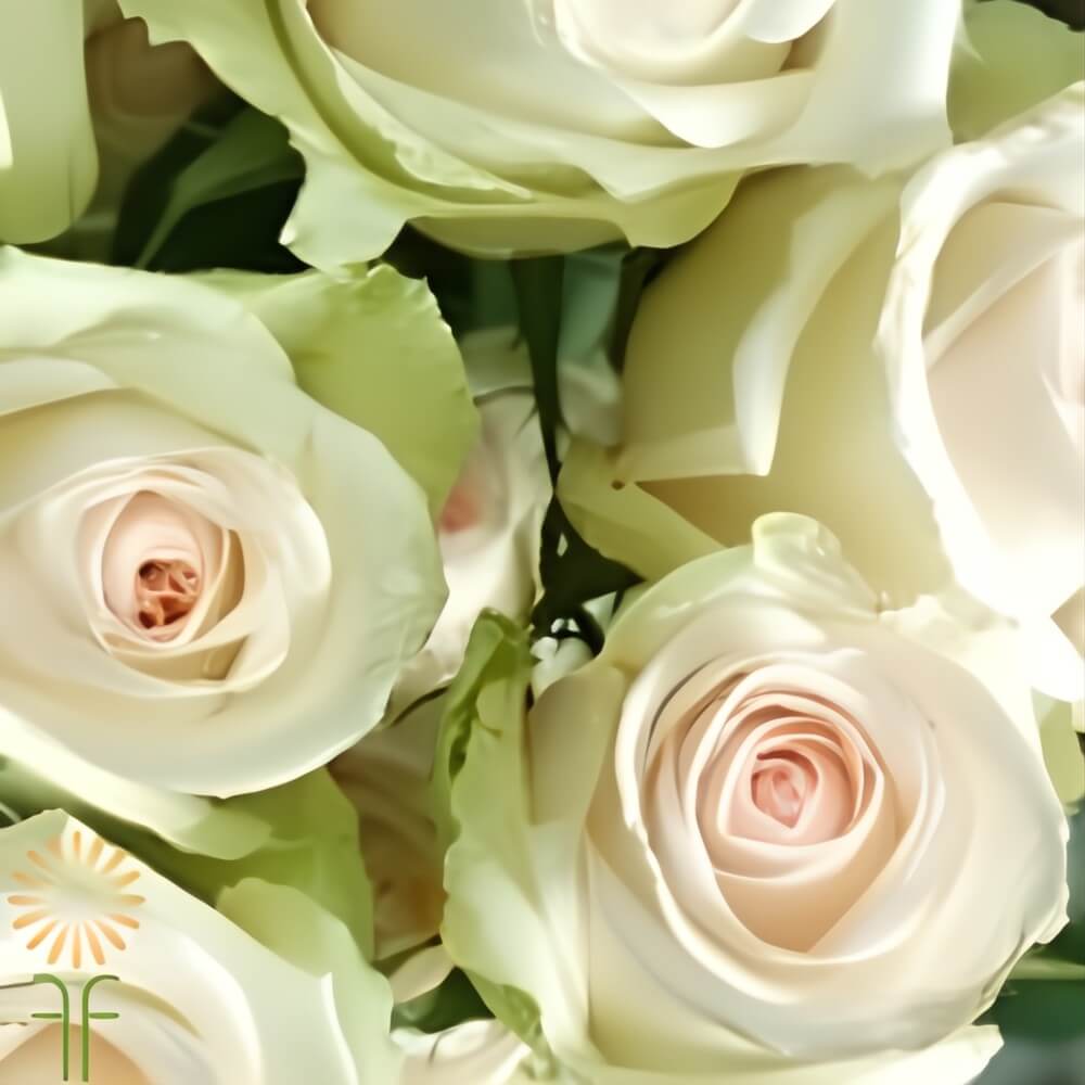 Buy Wholesale Blush La Perla Roses Online – Guaranteed Fresh