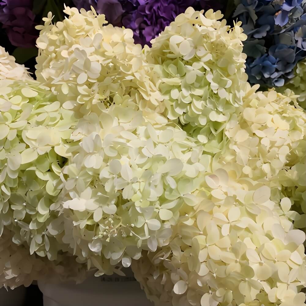 Wholesale Hydrangeas for Weddings, Arrangements, and Events | Fabulous ...