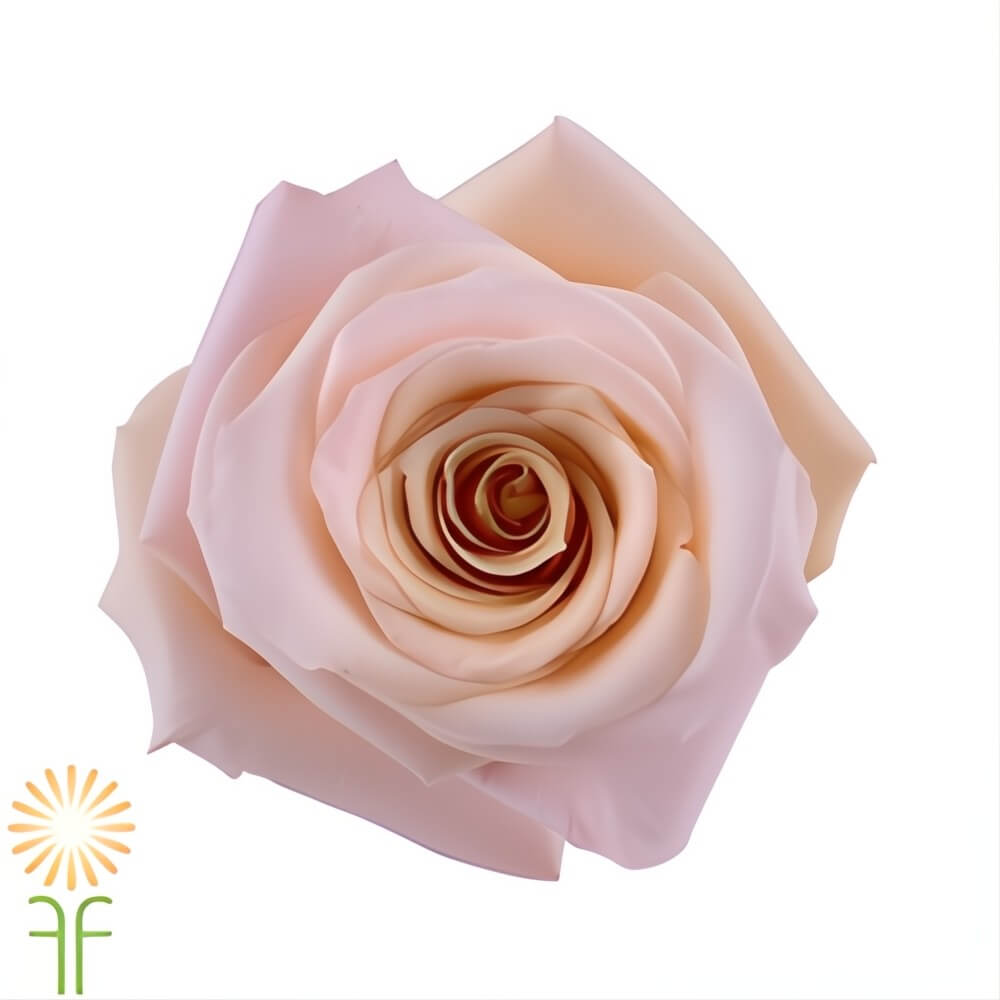 Fresh-Cut Wholesale Imported Roses for Weddings and Events | Fabulous ...