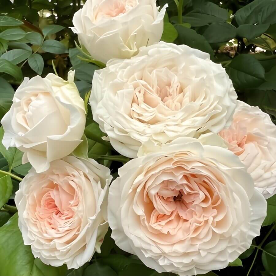 Fresh-Cut Wholesale Blush Flowers for Weddings and Events | Fabulous ...
