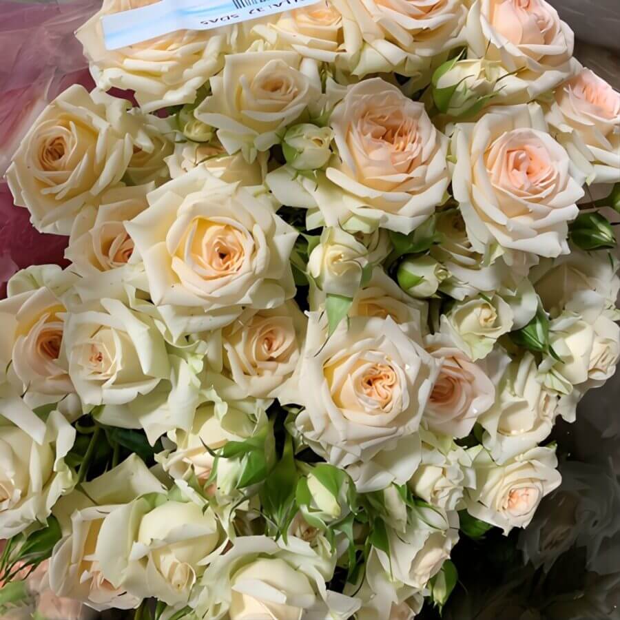 Fresh-Cut Wholesale Blush Flowers for Weddings and Events | Fabulous ...