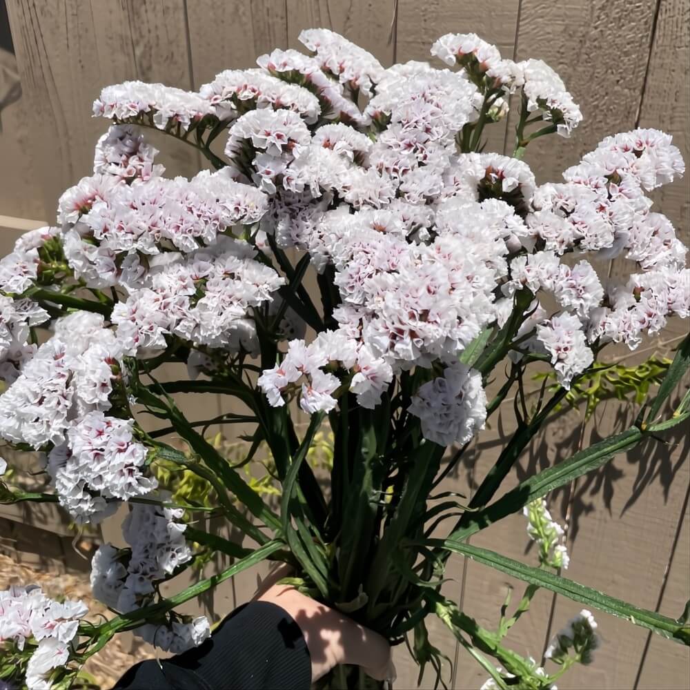 Wholesale Filler Flowers for Weddings, Arrangements, and Events ...