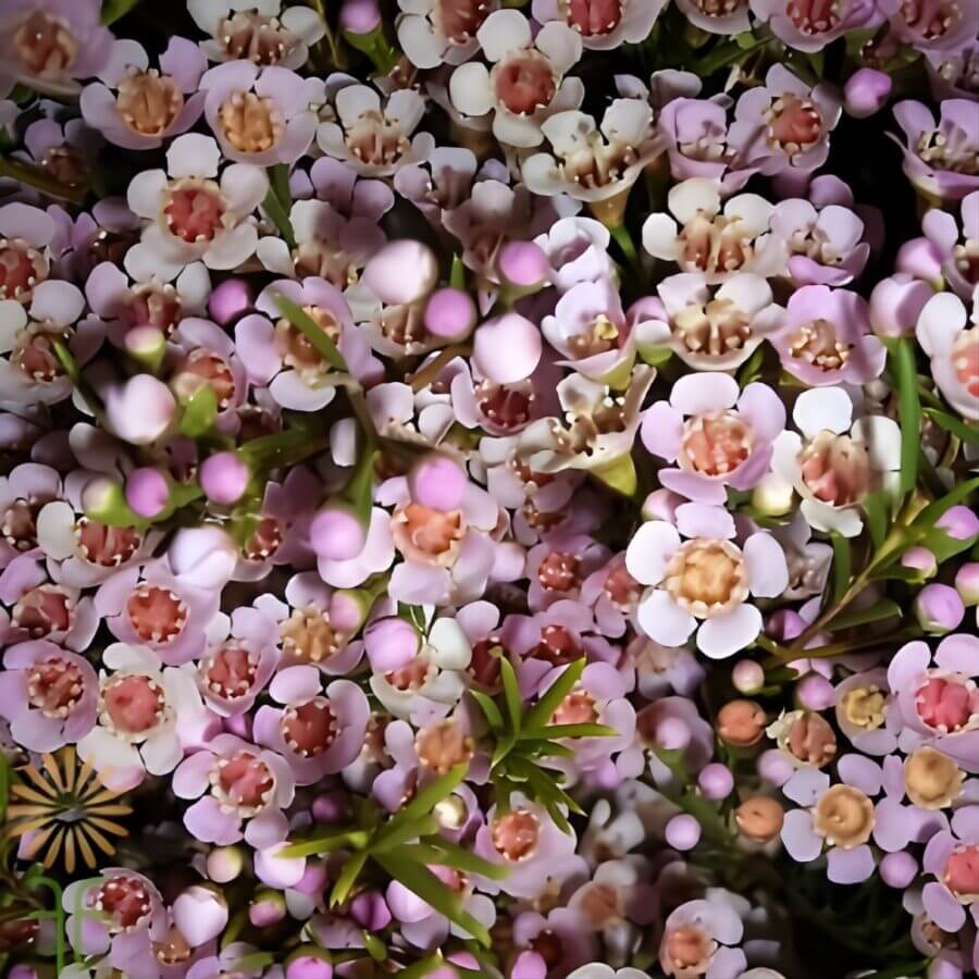 Wholesale Filler Flowers for Weddings, Arrangements, and Events ...
