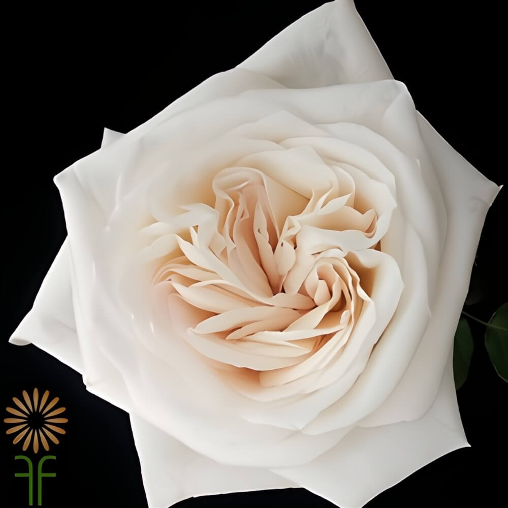 Buy Wholesale Blush White O'Hara Garden Roses Online – Guaranteed Fresh