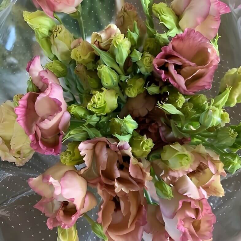 Wholesale Lisianthus for Weddings, Arrangements, and Events | Fabulous ...