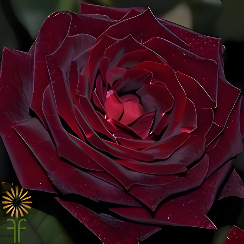 Buy Wholesale Burgundy Black Magic Roses Online – Guaranteed Fresh