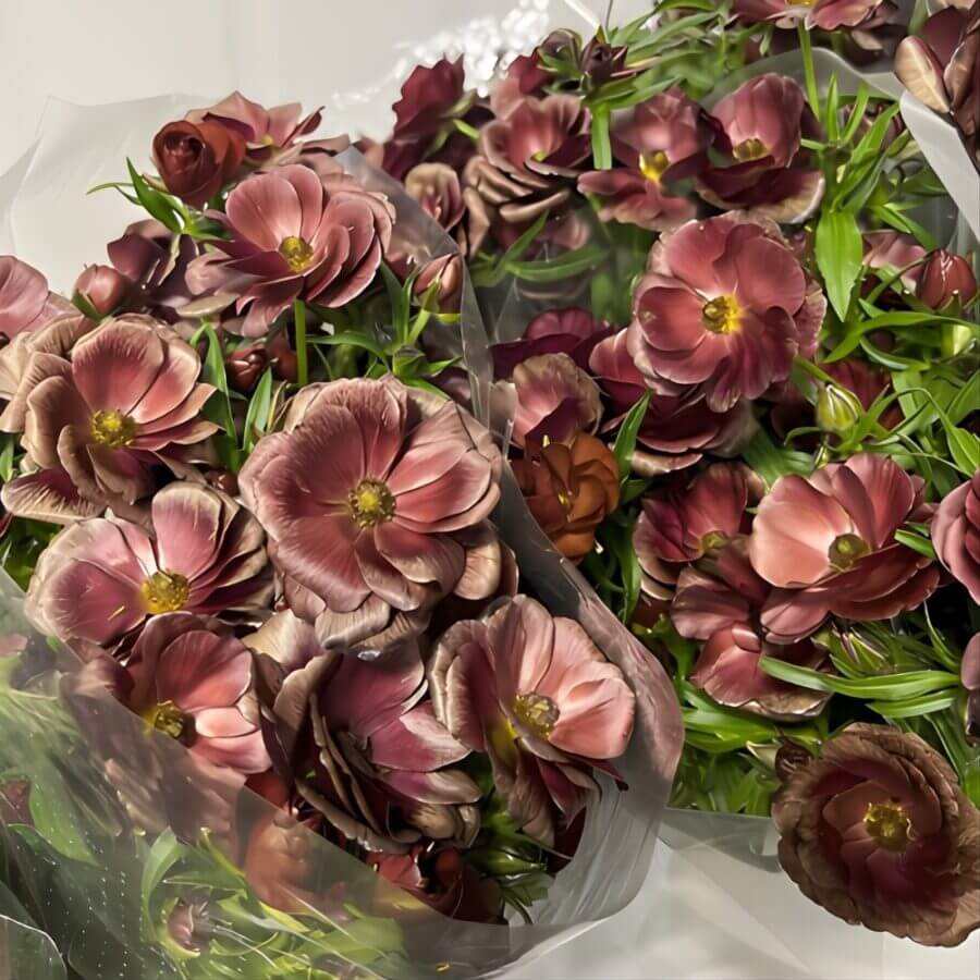 Buy Wholesale Burgundy California Ranunculus Online – Guaranteed Fresh