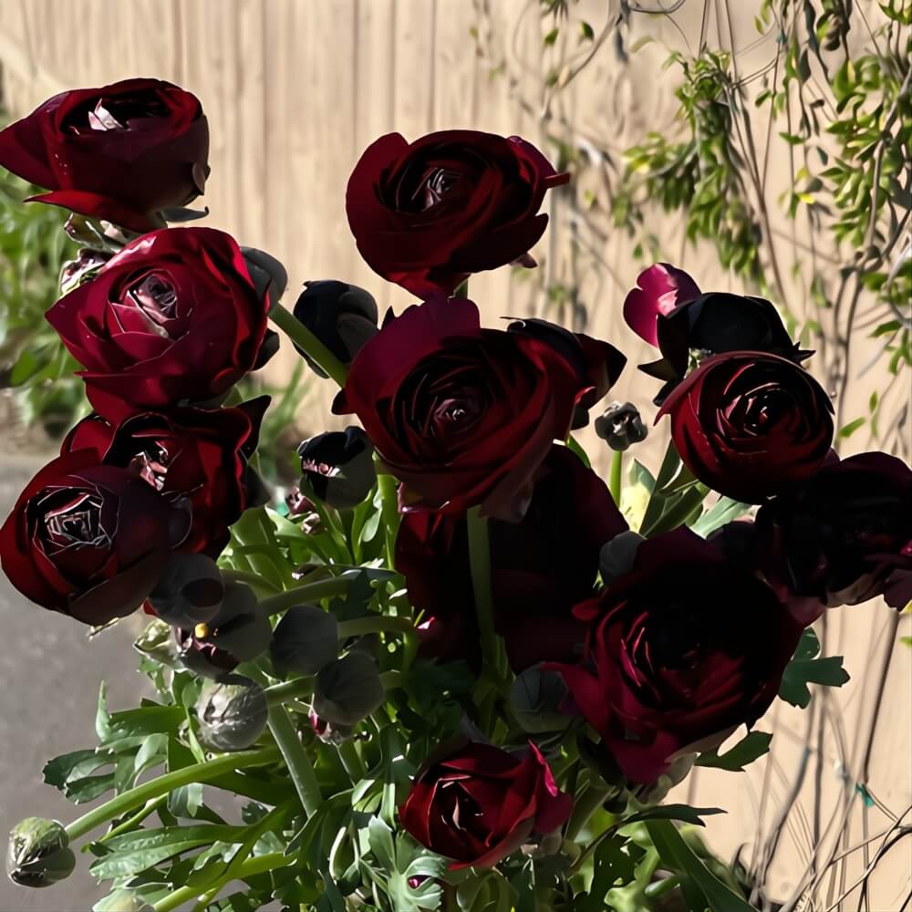 Buy Wholesale Burgundy California Ranunculus Online – Guaranteed Fresh