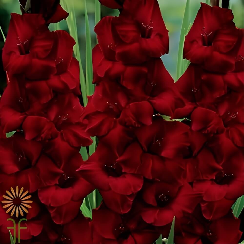 Buy Wholesale Burgundy Gladiolus Online – Guaranteed Fresh