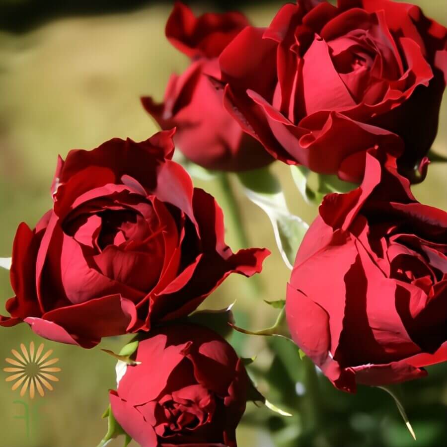 Wholesale Roses for DIY Weddings & Events | Fabulous Florals