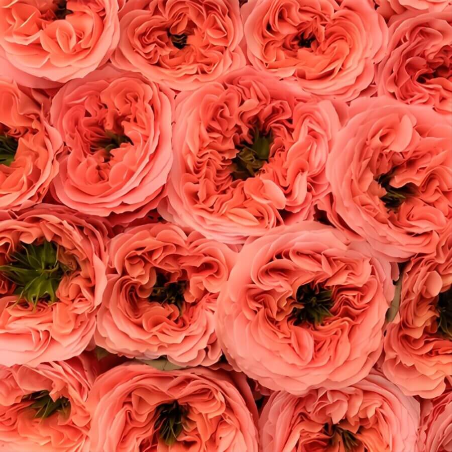 Coral Mandarin X-pression Roses | Fabulous Florals