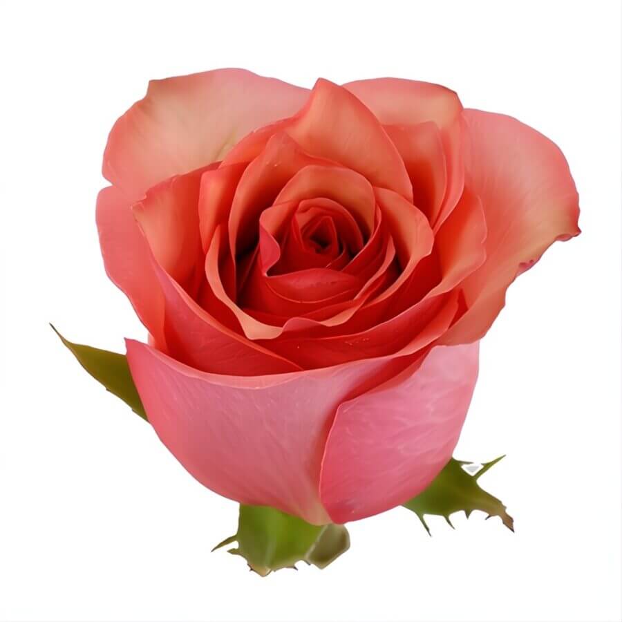 Fresh-Cut Wholesale Roses for Weddings and Events | Fabulous Florals