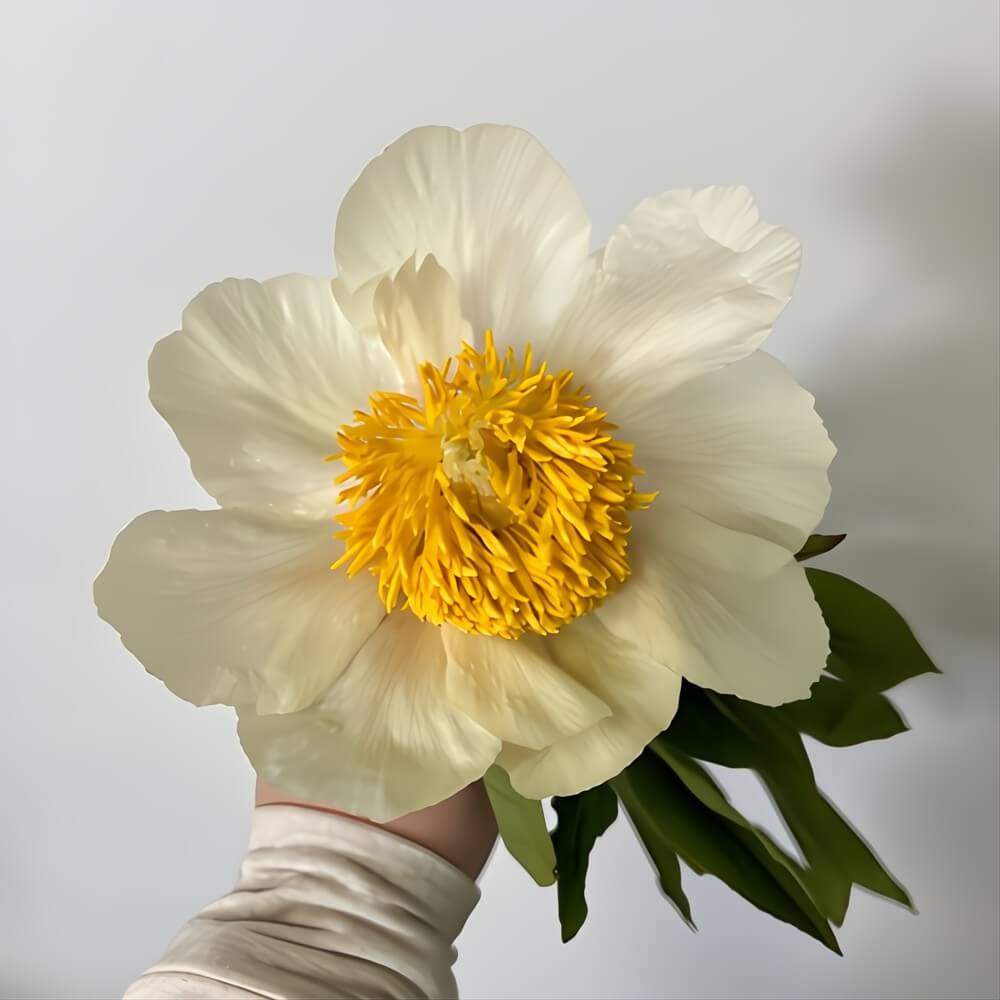 Choosing Focal vs. Filler Flowers: What You Need to Know | Fabulous Florals