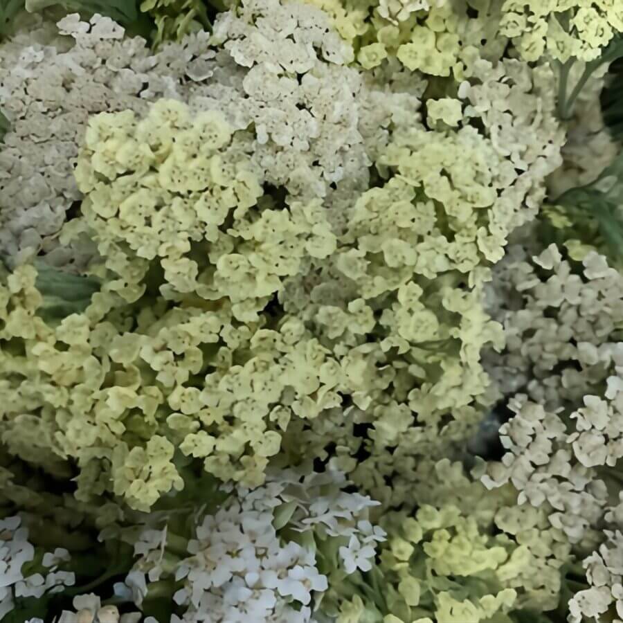 White Flowers – Fresh Wholesale Stems for Any Occasion
