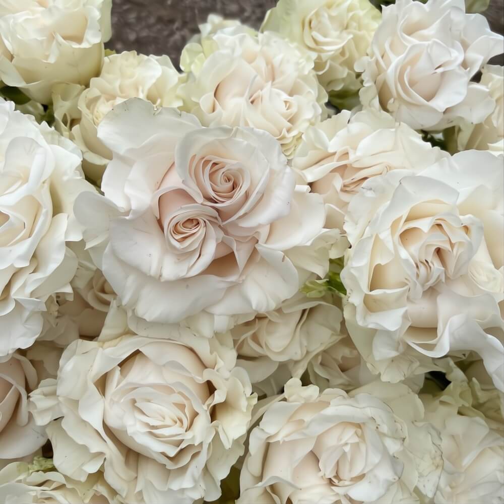 Buy Wholesale Cream Cotton X-pression Roses Online – Guaranteed Fresh